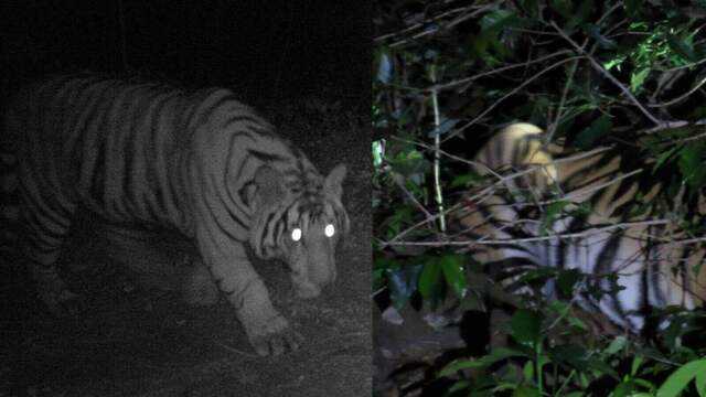 Injured tiger triggers fear near Mullayanagiri, alert issued