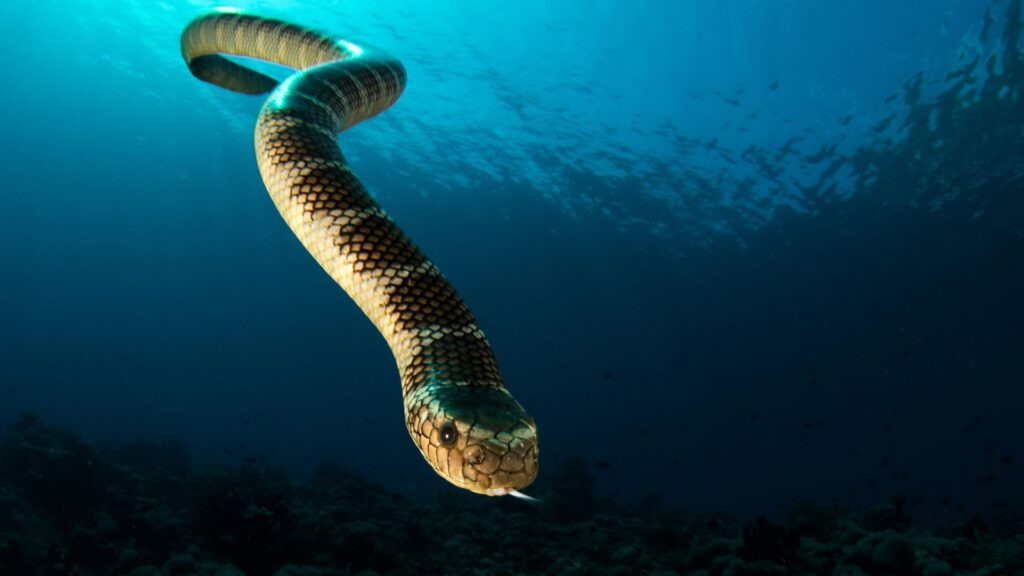 Invasive snakes are swimming to new islands and wiping out rare lizards