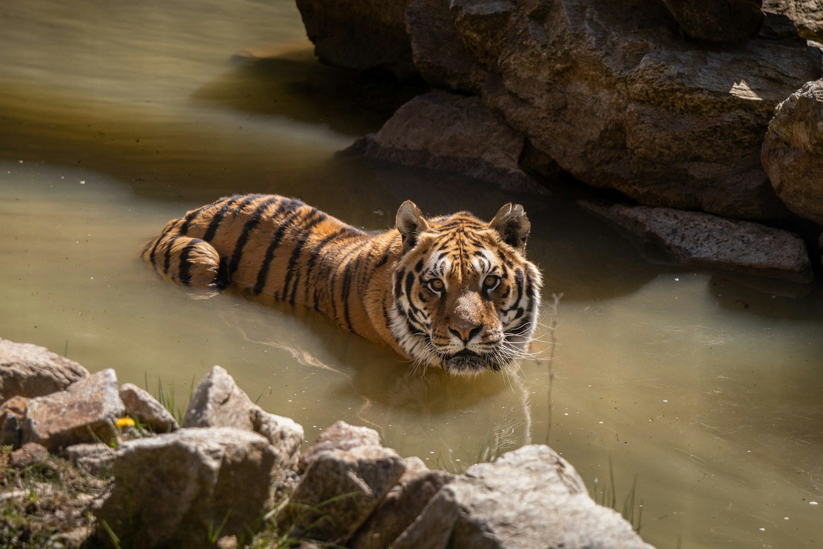 7 wild cats that are surprising natural swimmers, including a true ...