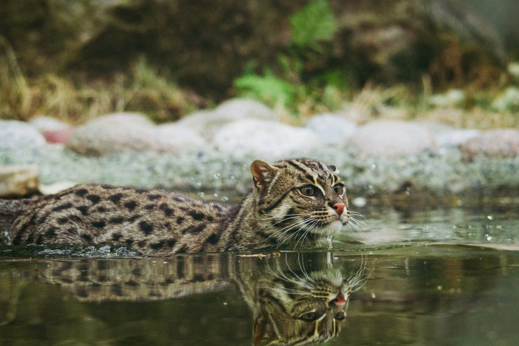 7 wild cats that are surprising natural swimmers, including a true ...
