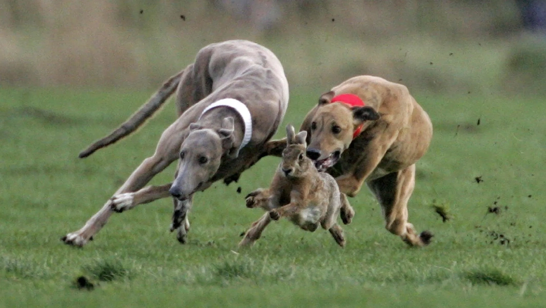 18 dog breeds with strong prey drives