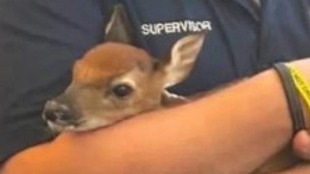 Former Cabell County dispatcher says he was fired for rescuing baby deer