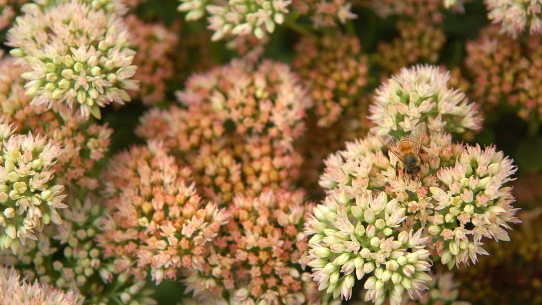 17 drought-tolerant plants for vibrant landscapes