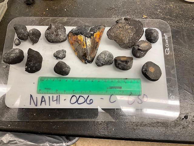 A deep-sea robot found a megalodon tooth 10,000 feet below the Pacific ...