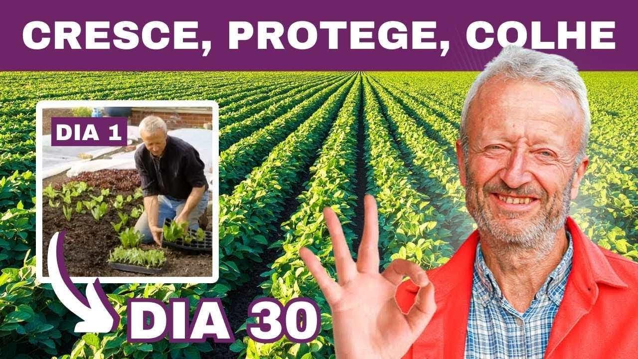 Mestre da alface: Dicas para plantar e proteger sua colheita