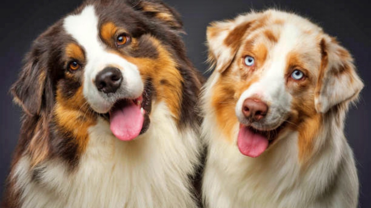 The dog breed you're most compatible with, according to your birth month