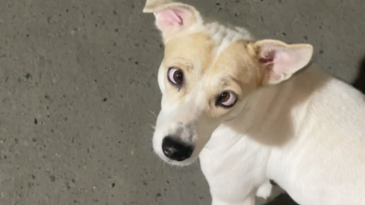 Dog with hilariously crossed eyes caught on camera in Cebu City street