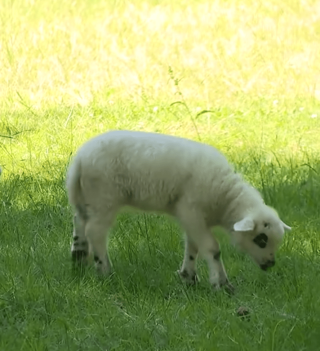 Animal born on Ohio farm may be extremely rare: 'I thought I was crazy'