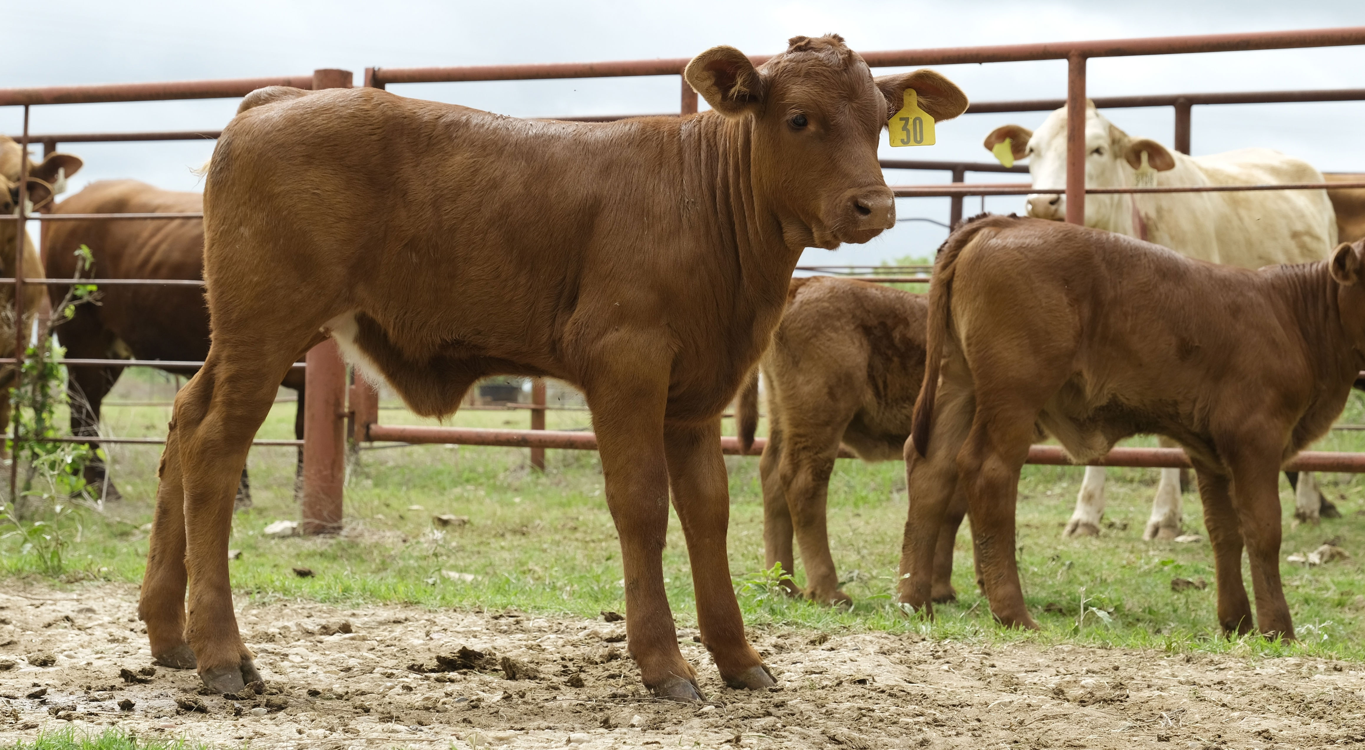 An outbreak of New World screwworm fly is devastating cattle in Mexico ...