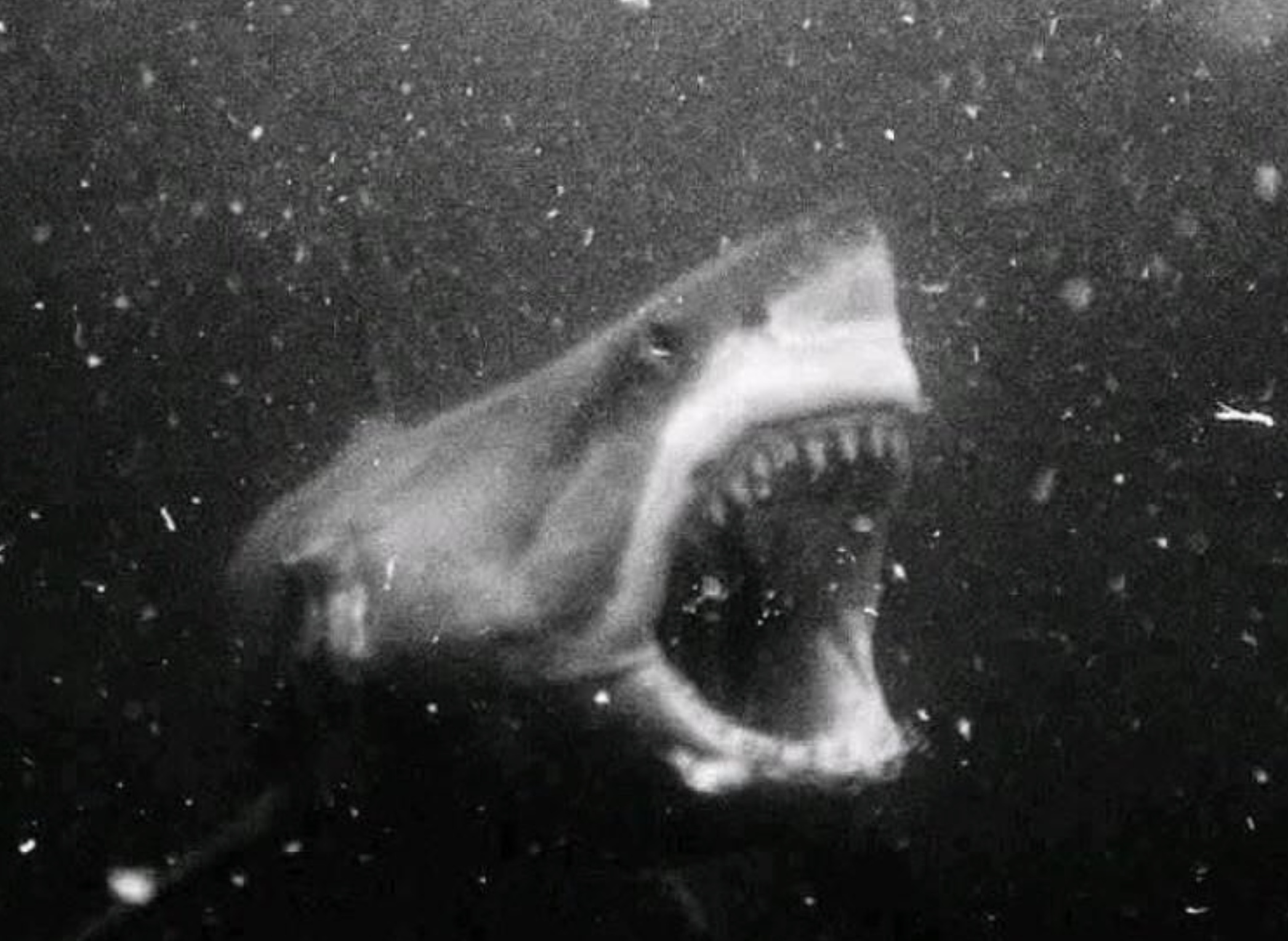 Shark photos that'll keep you out of the ocean