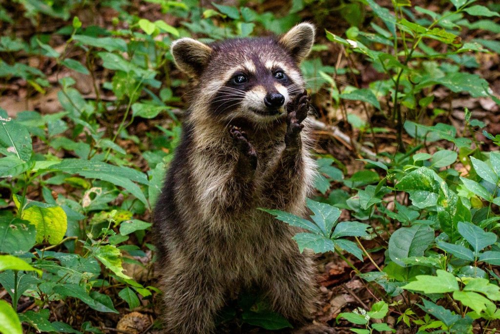 Raccoon keeps coming back after child feeds it on porch