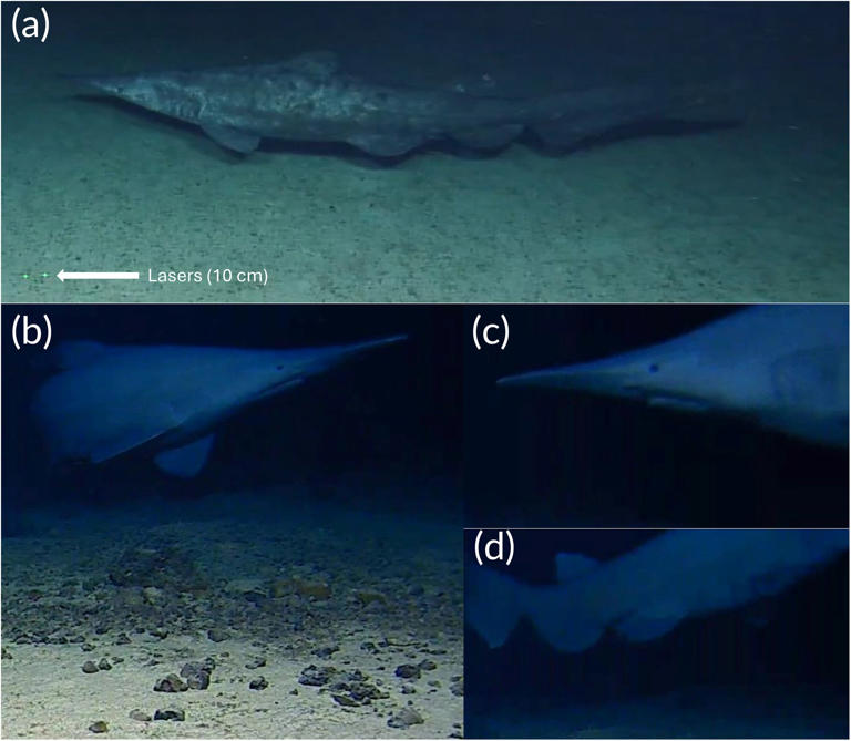 Deep-ocean cameras capture first-ever images of live goblin shark