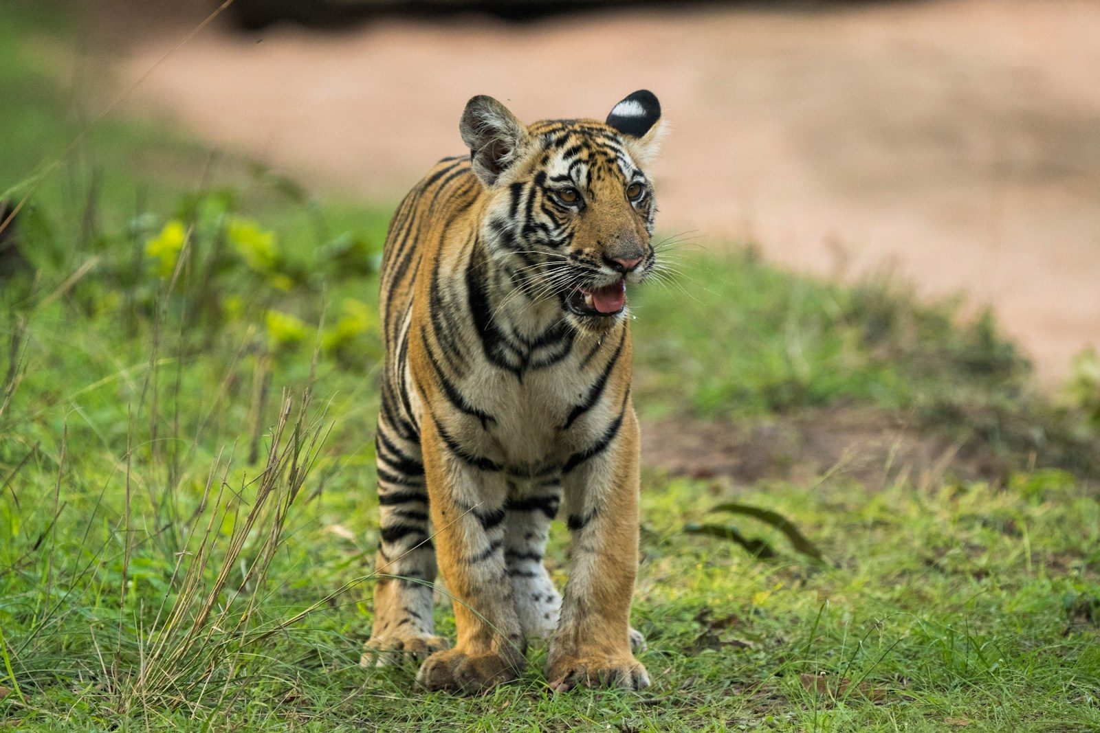The hidden cost of celebrity exotic pets