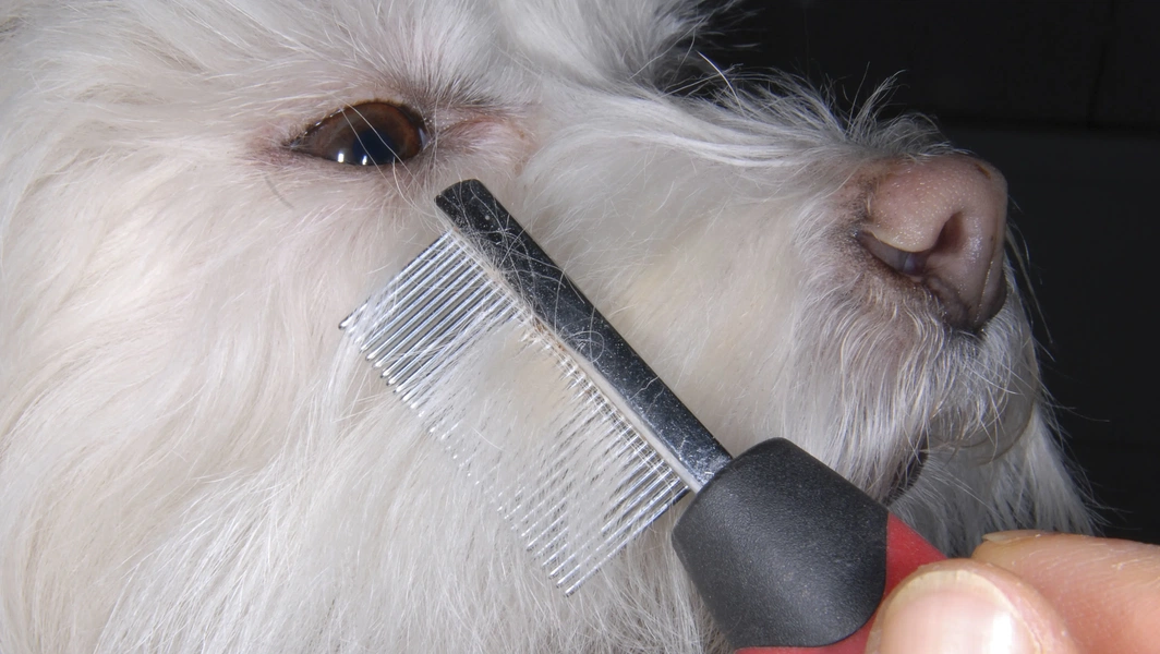 Dog grooming tips for less shedding homes