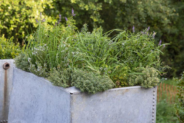The best herbs to sow now for a summer of homegrown flavour