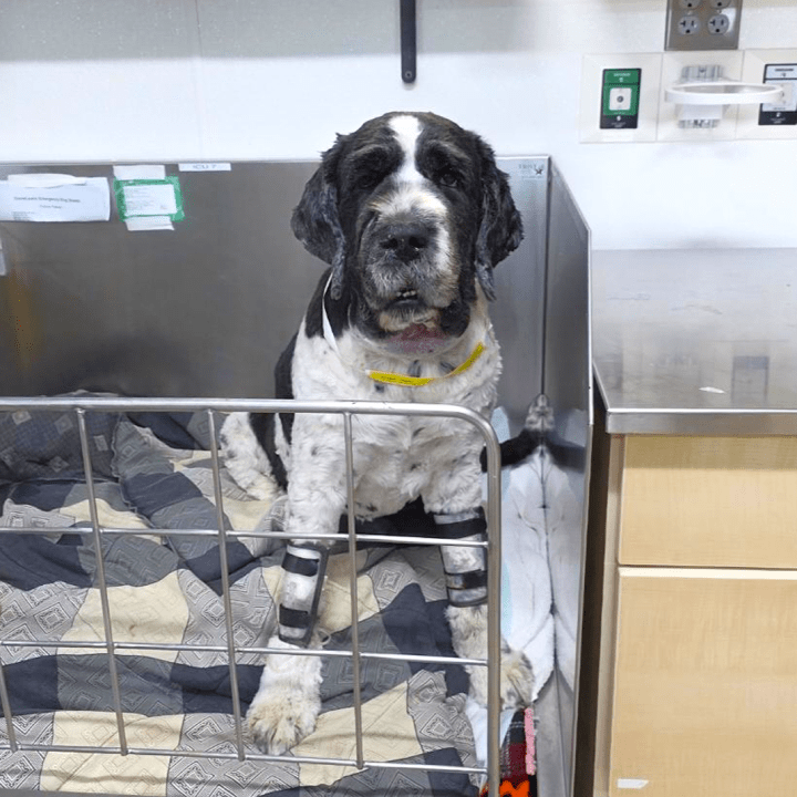 Portland dog survives intense rattlesnake bite after hike in Columbia ...