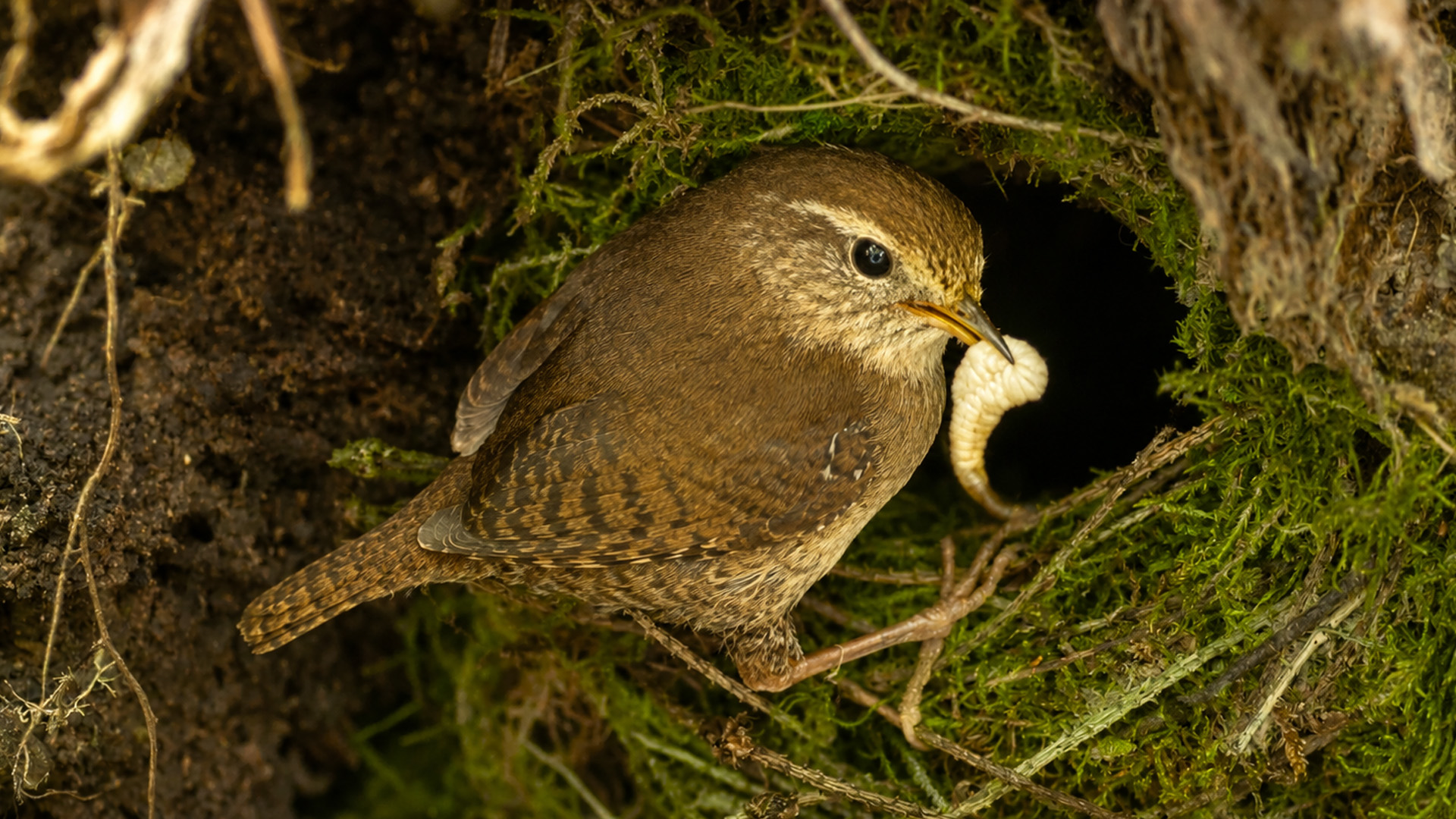 A small bird arrives with food at a secret nest entrance