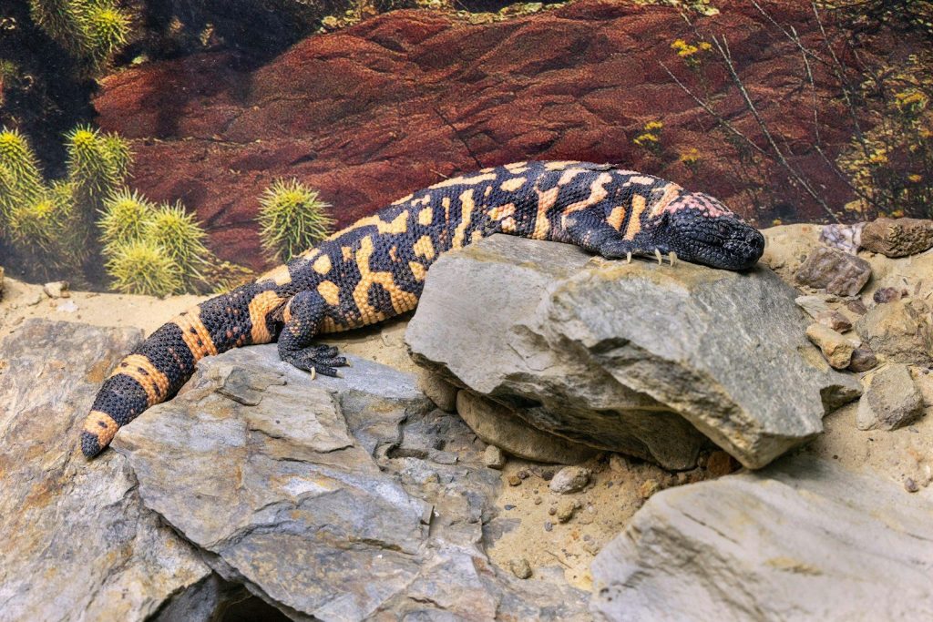 The 3 deadliest lizards on Earth and why they command respect