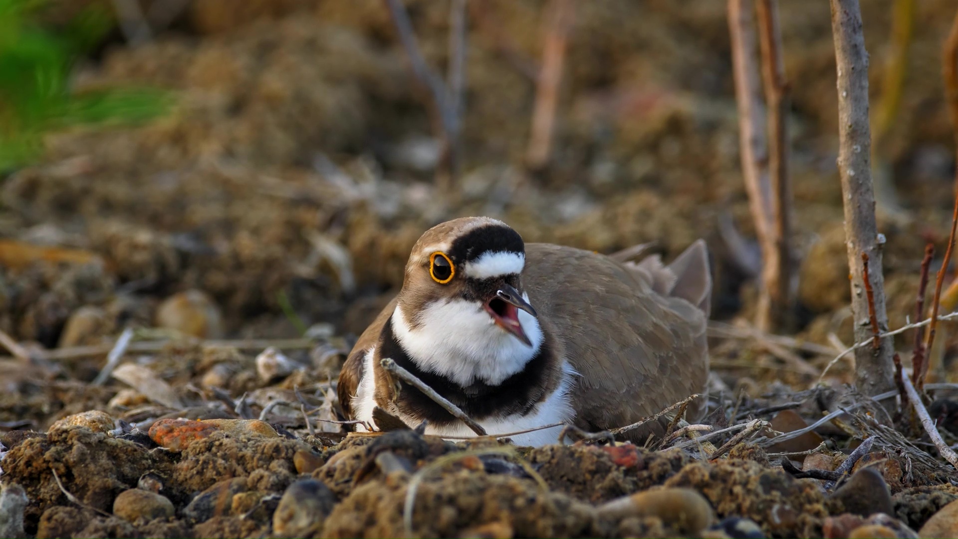How a ringed plover protects eggs on open ground