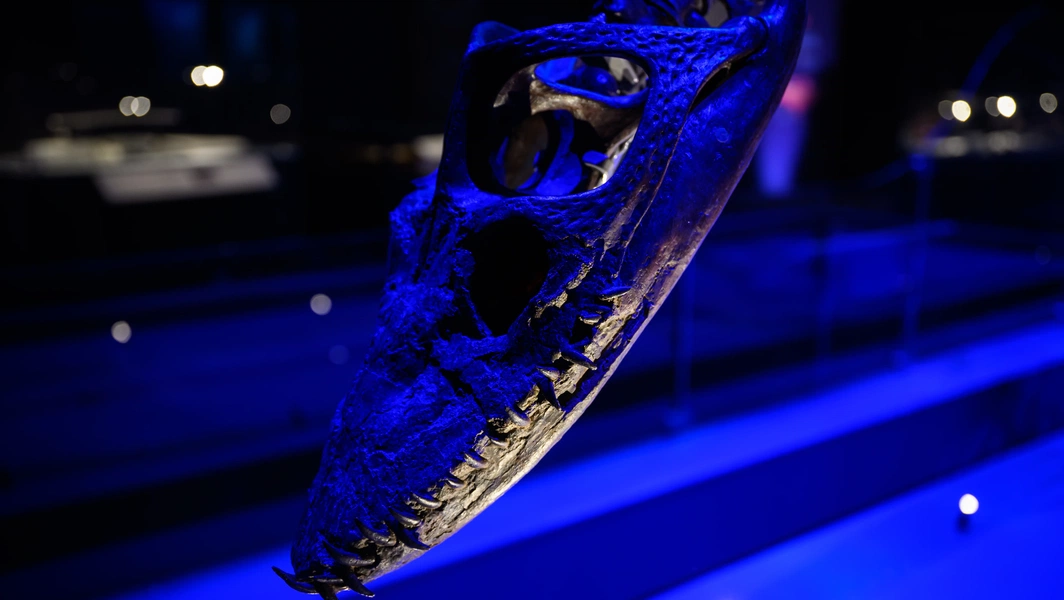 Ancient seas' apex predators and fossil finds
