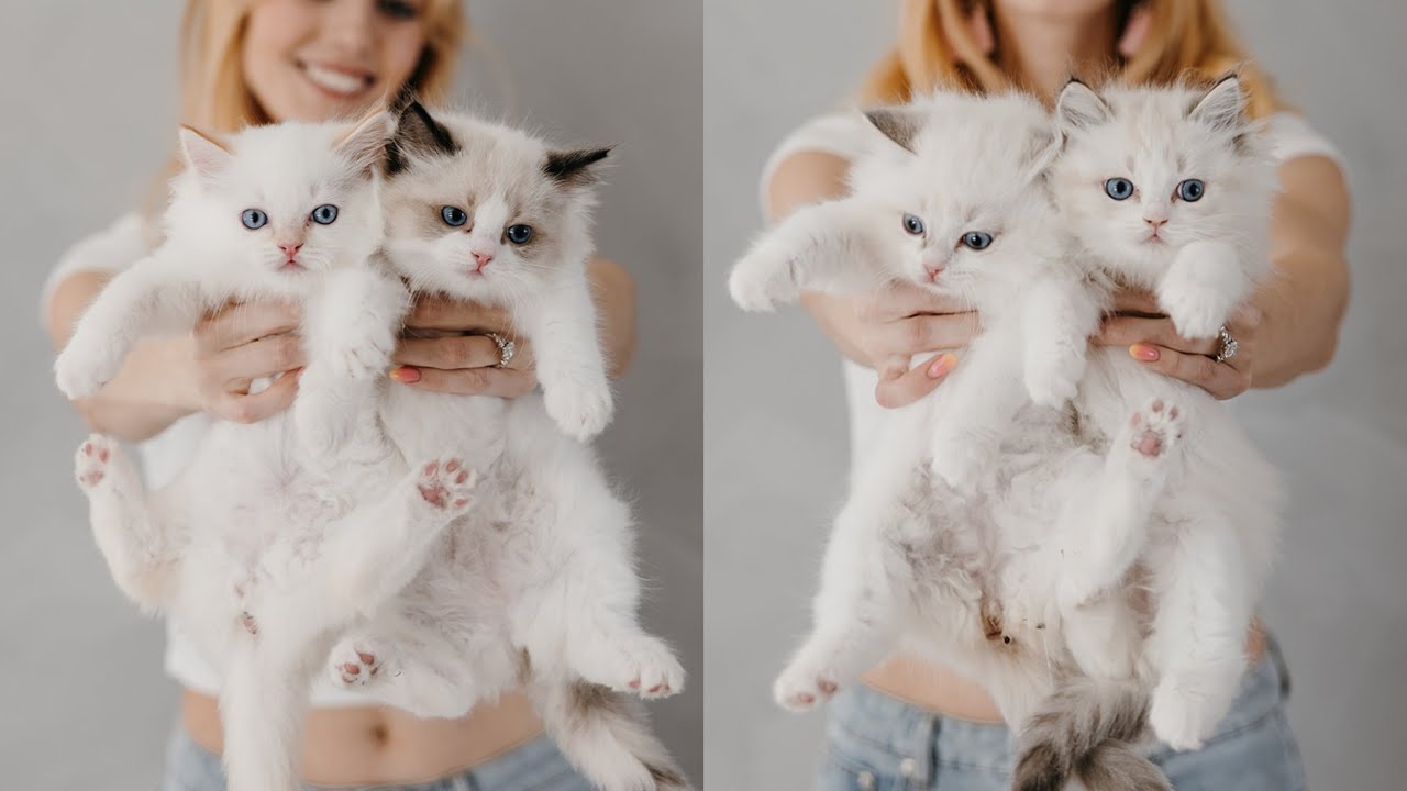 These kittens from the L litter are too cute to pick from