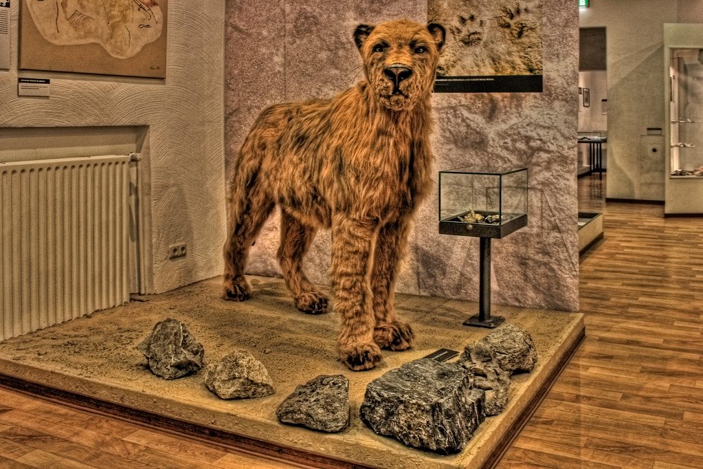 Ancient cave lion DNA reveals a surprising evolutionary secret