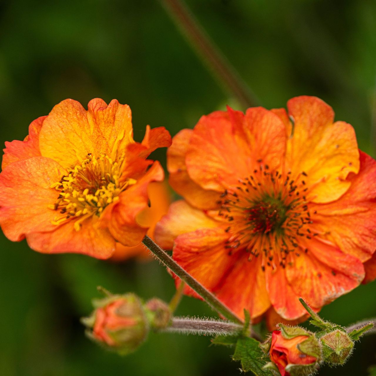 This perennial is quietly replacing petunias – it's just as colorful ...