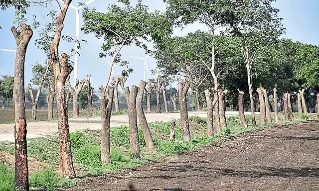 Over 100 trees allegedly cut down along Huilgol-Hombal road in Gadag