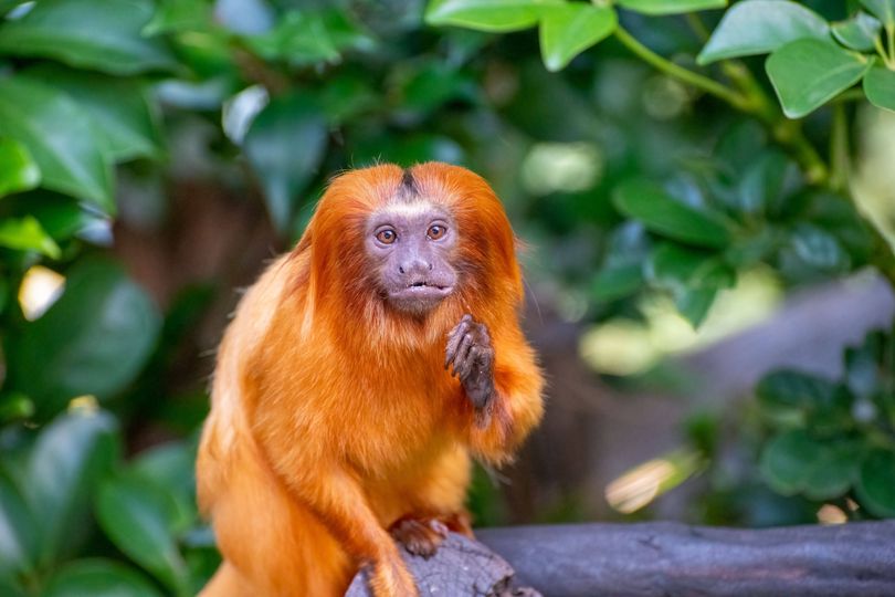 New pandemic fear after deadly human disease found in wild rainforest ...
