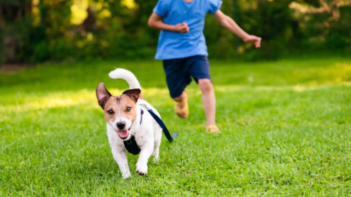 20 things dogs notice before humans, according to experts