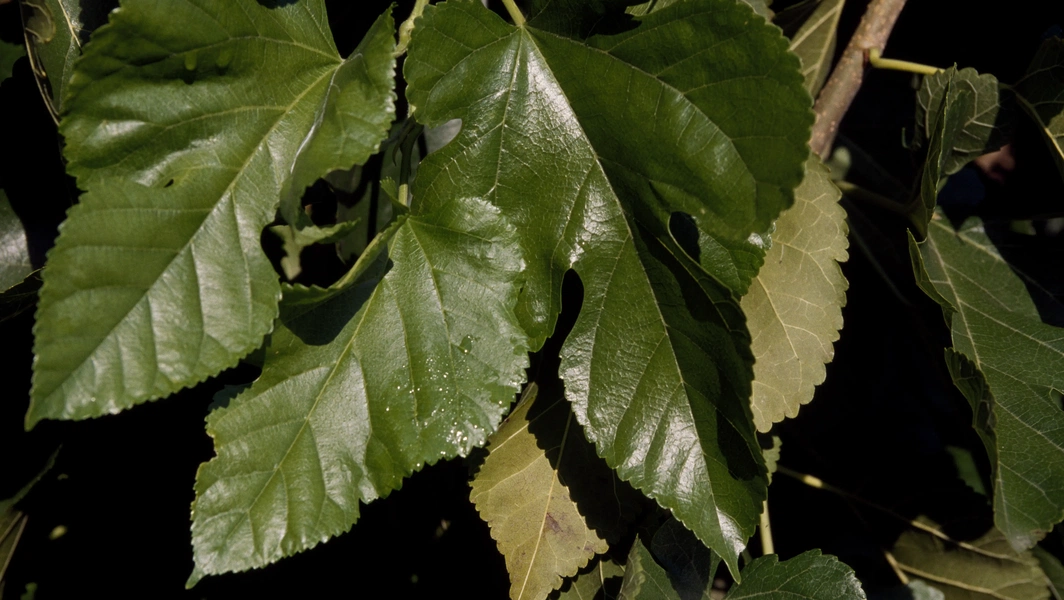 10 fruit trees that can cause problems in yards