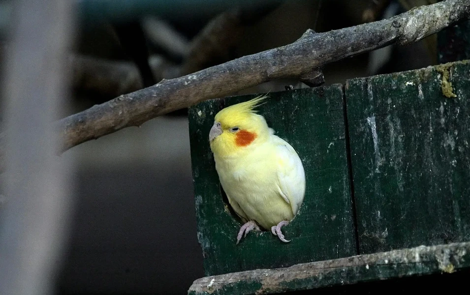 Why cockatiels make the sweetest little companions
