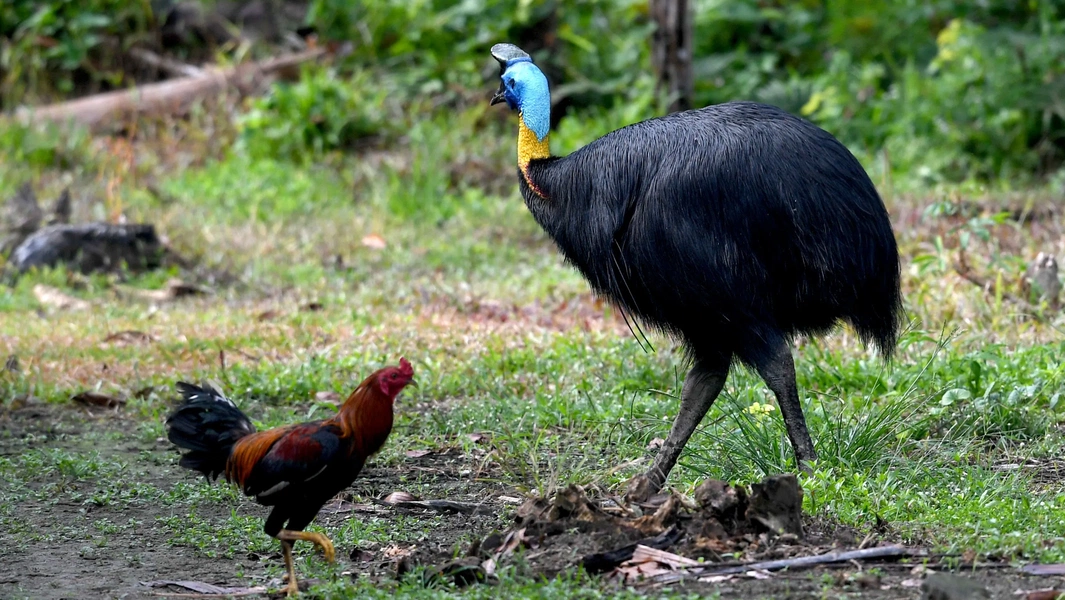 Cassowary facts, behavior, and conservation
