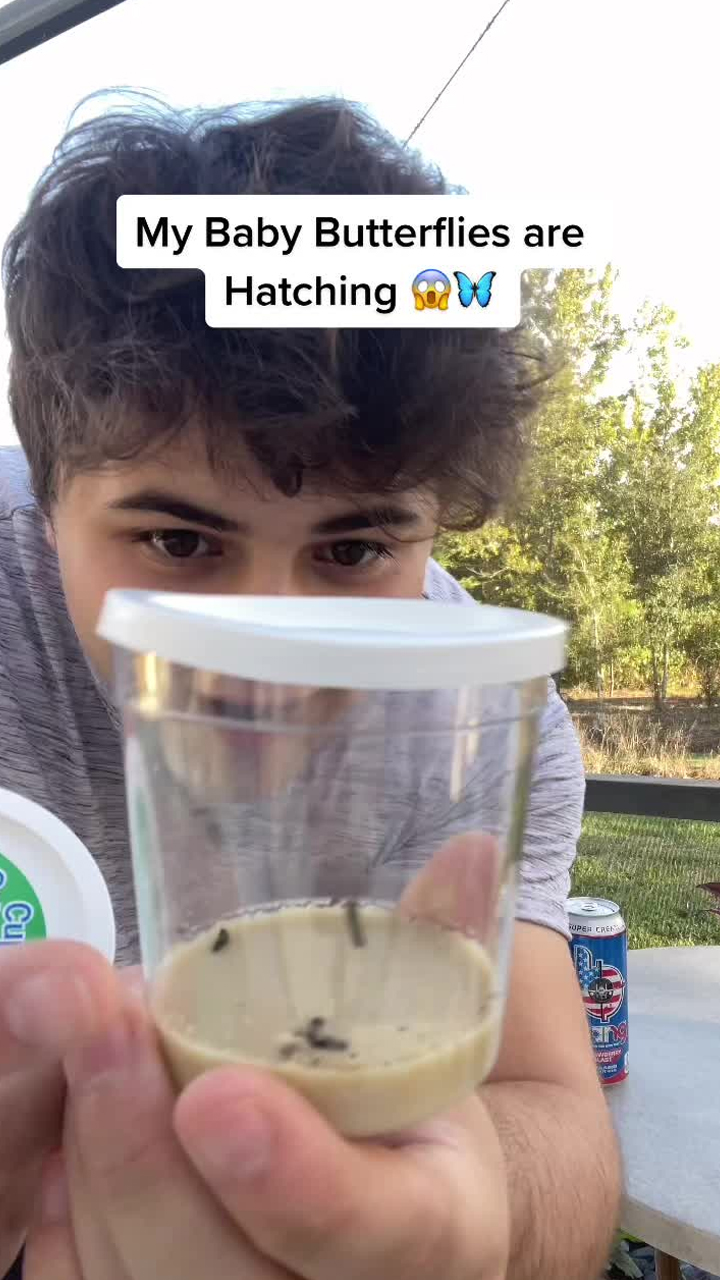 Baby butterflies are finally hatching and they're adorable