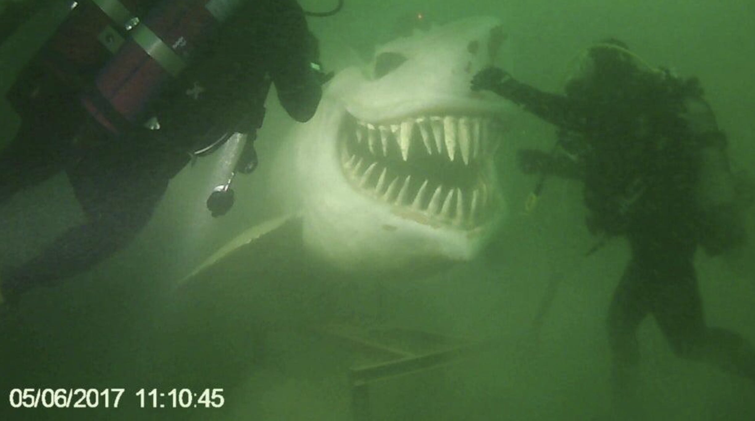 Shark photos that'll keep you out of the ocean