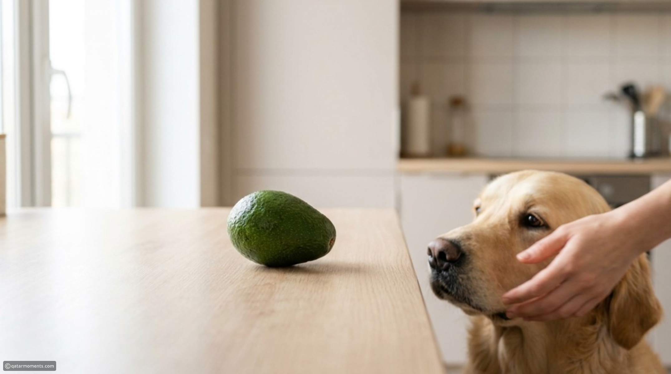 Human foods that are harmful to dogs
