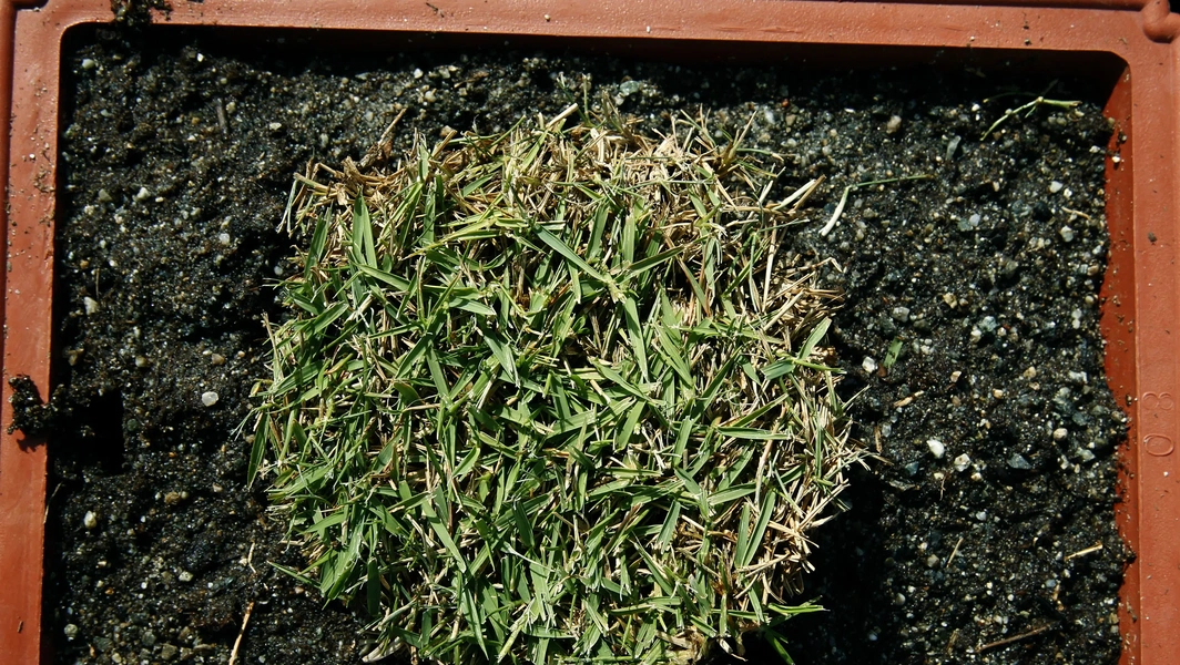 Efficient lawn watering for healthier grass