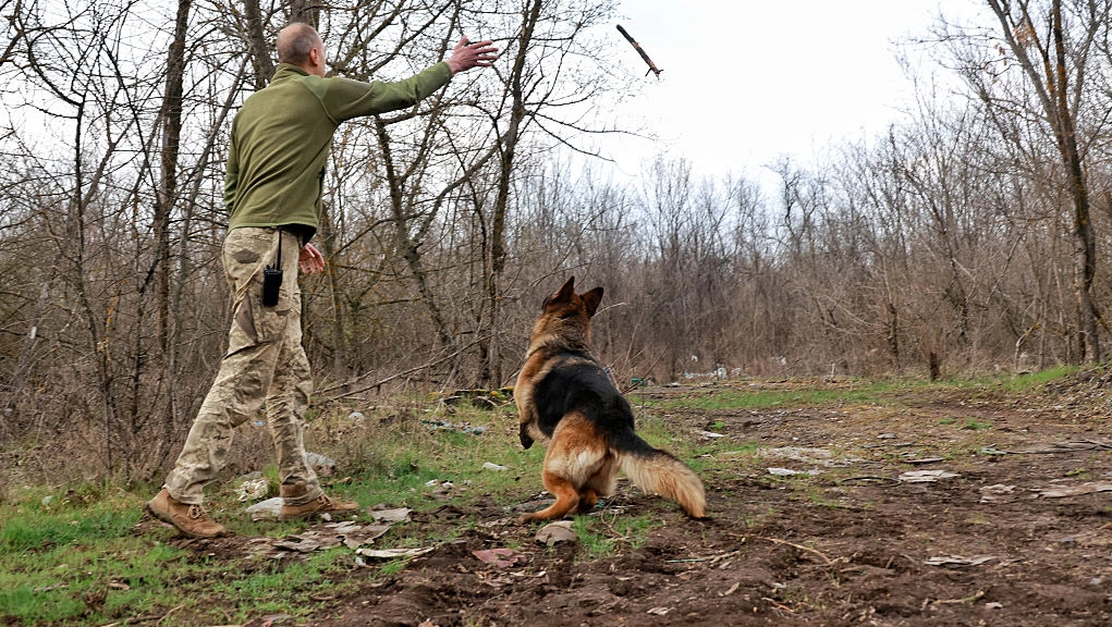 German shepherd intelligence, loyalty, and versatility