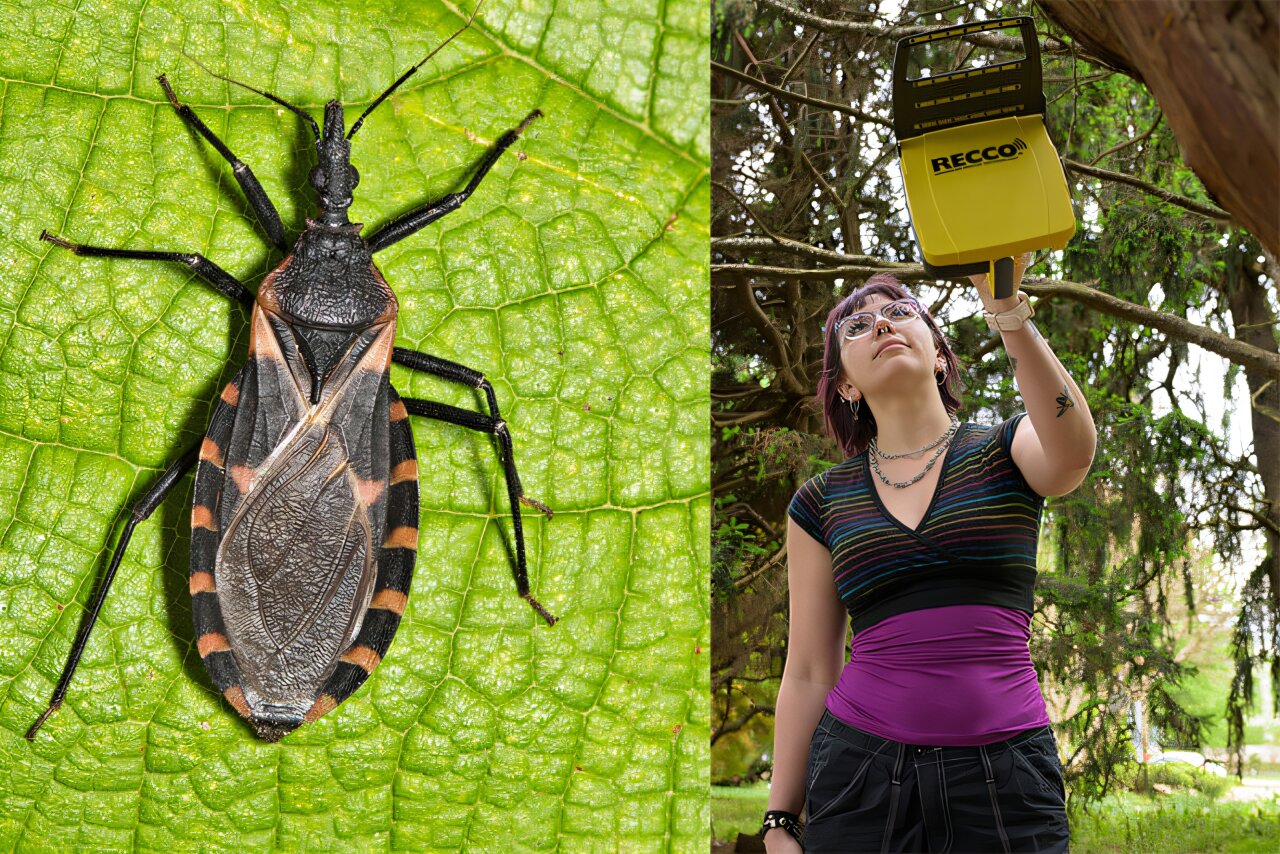 Harmonic radar tags reveal how mosquitoes move through fields and parkland