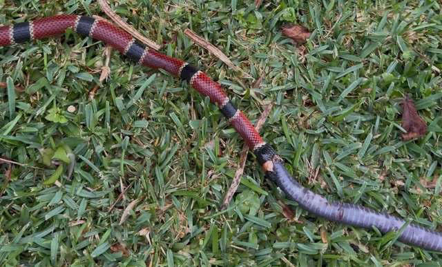 Venomous coral snake was eating what looked like another snake, but the ...