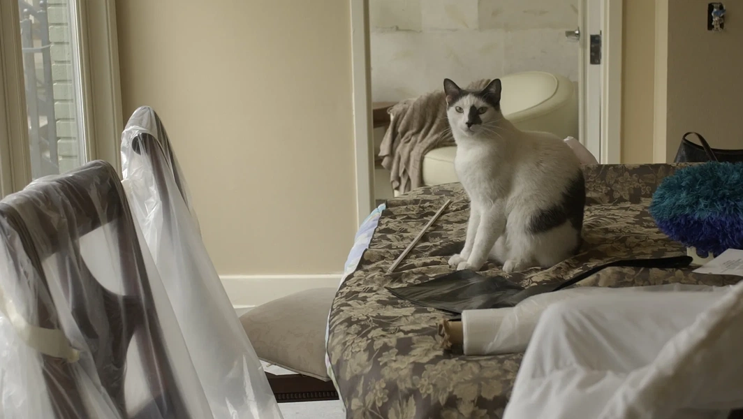 Reducing stress for healthier indoor cats