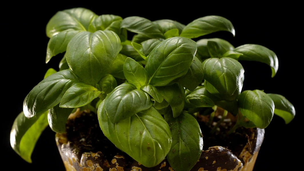 How to harvest and preserve basil for maximum flavor