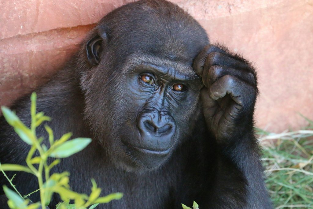 The worst animals to keep as pets