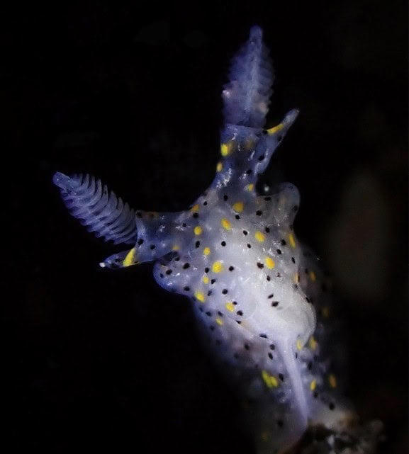 Sesame-seed sea slug reveals Taiwan’s hidden ocean life