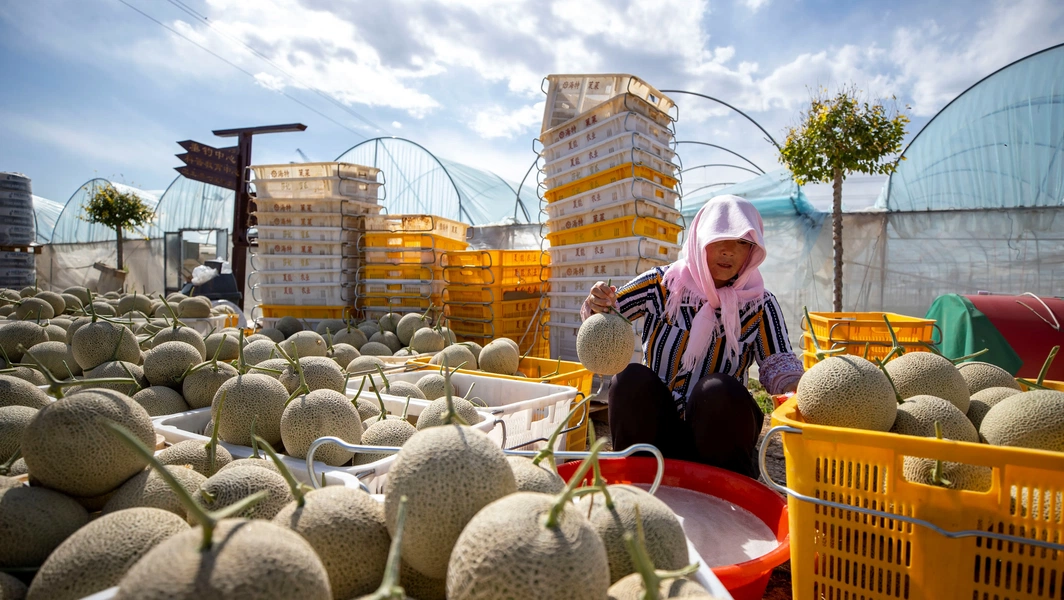Proper cantaloupe selection and storage tips