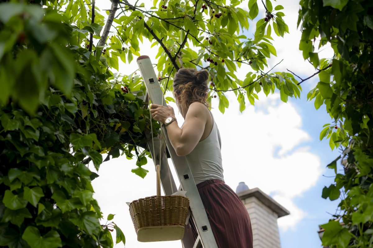 5 fruit trees to grow if you’re not into high-maintenance edible gardening