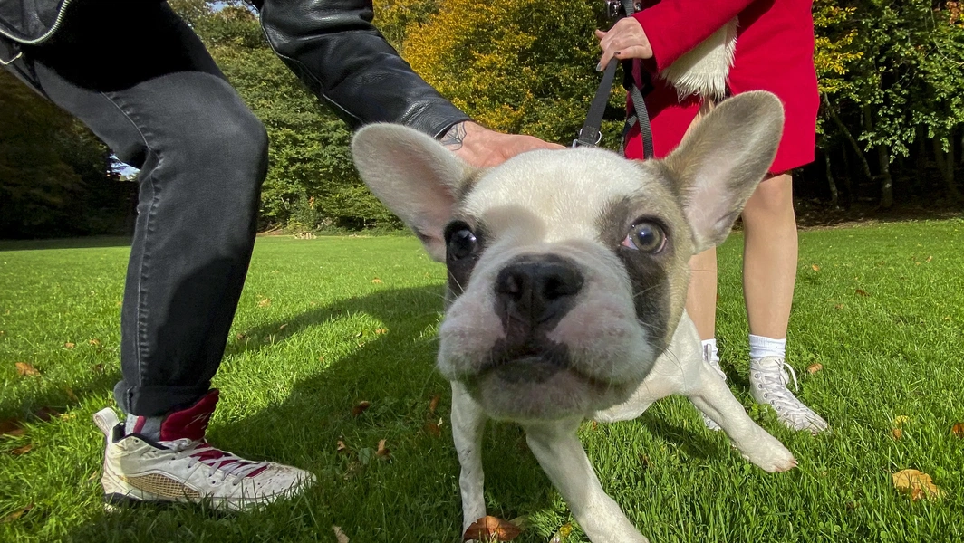 11 popular dog breeds and their unique challenges