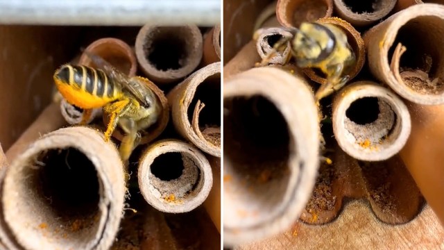 Texas gardeners told not to panic over perfect circles in leaves: Tiny ...