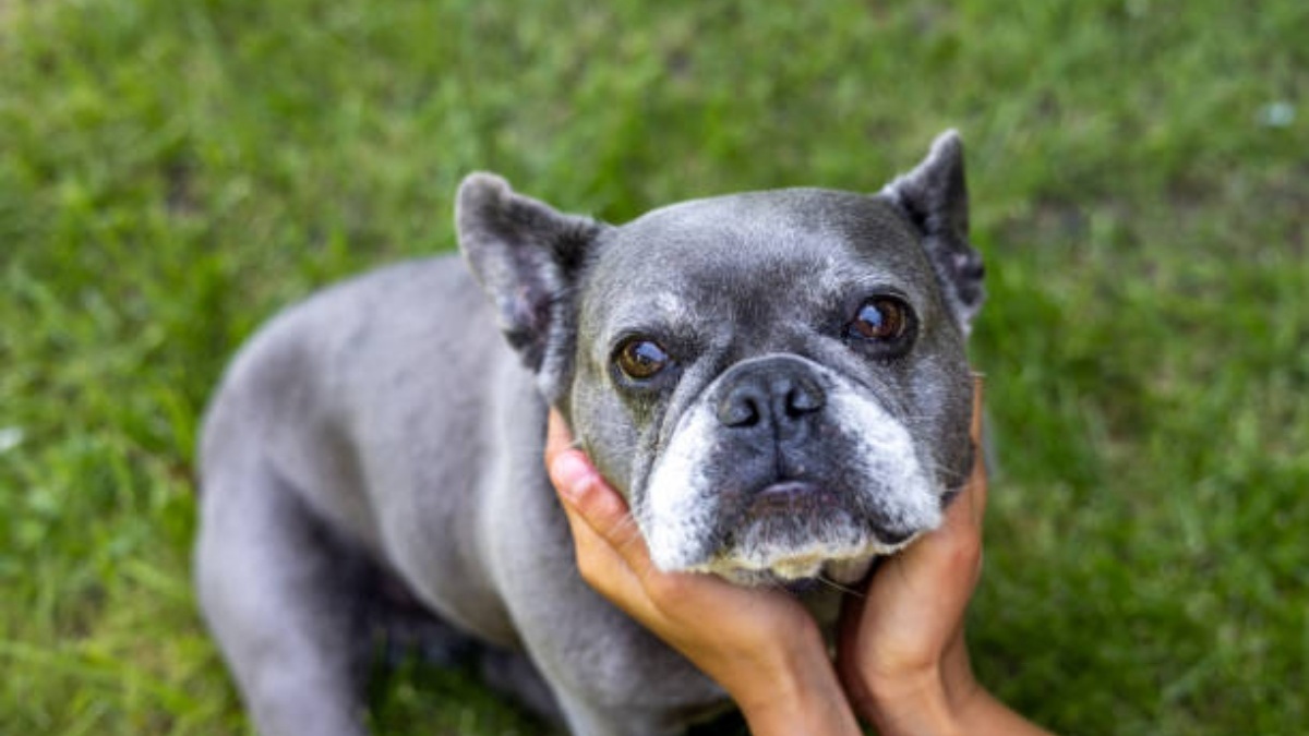 French Bulldogs Continue to Dominate in Popularityand These Reasons ...