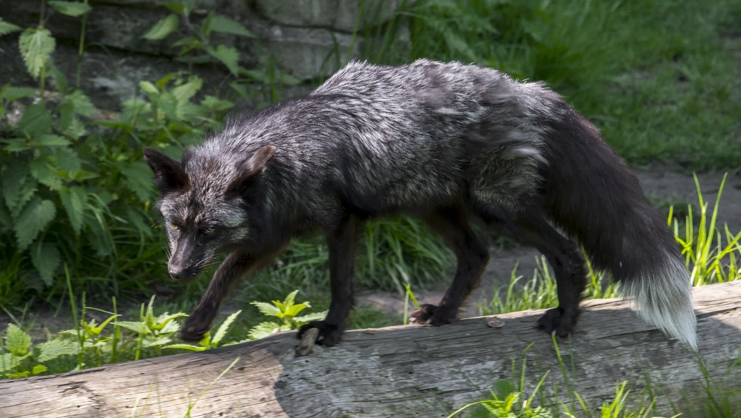 4 fascinating fox species across North America